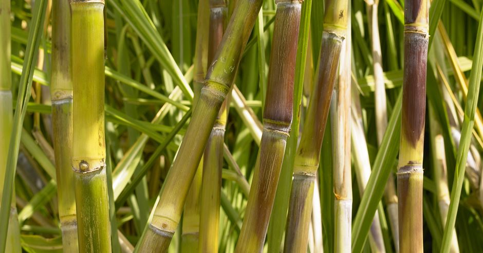 Agricole – Rhum or Rum? | The Whisky Exchange - The Rum Show